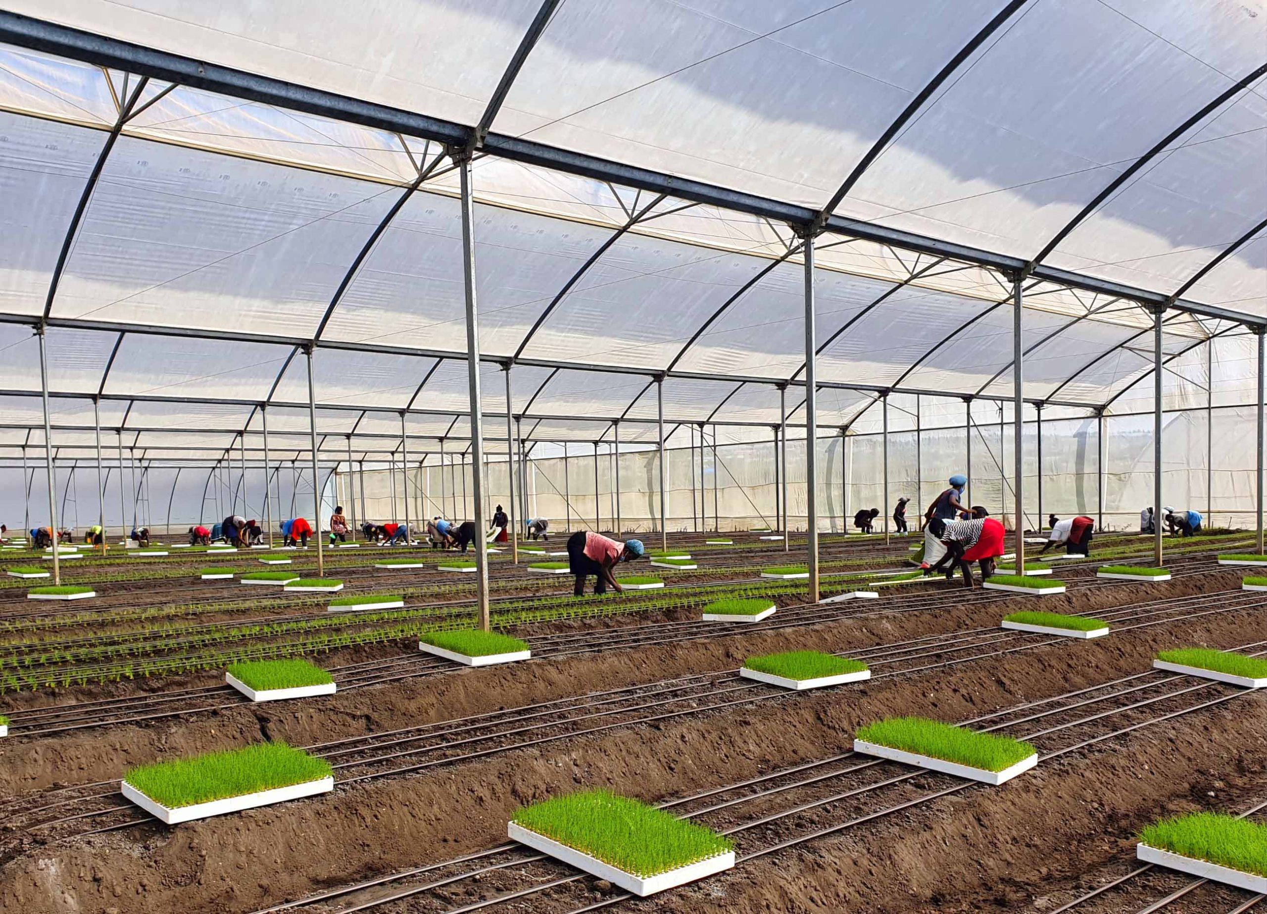 Agris expands Evergreen Herbs Ltd. and creates new jobs - Maris Africa