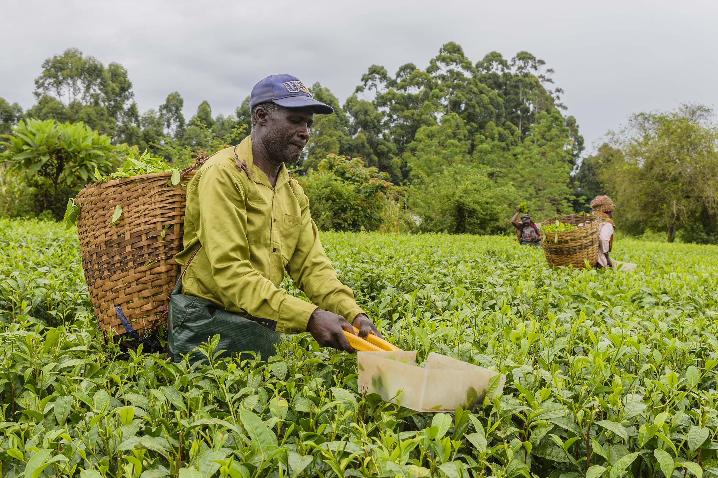 Wakulima Tea Company - Maris Africa