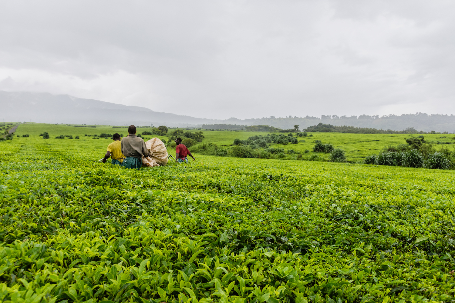 Wakulima Tea Company Achieves Carbon Neutral International Standard