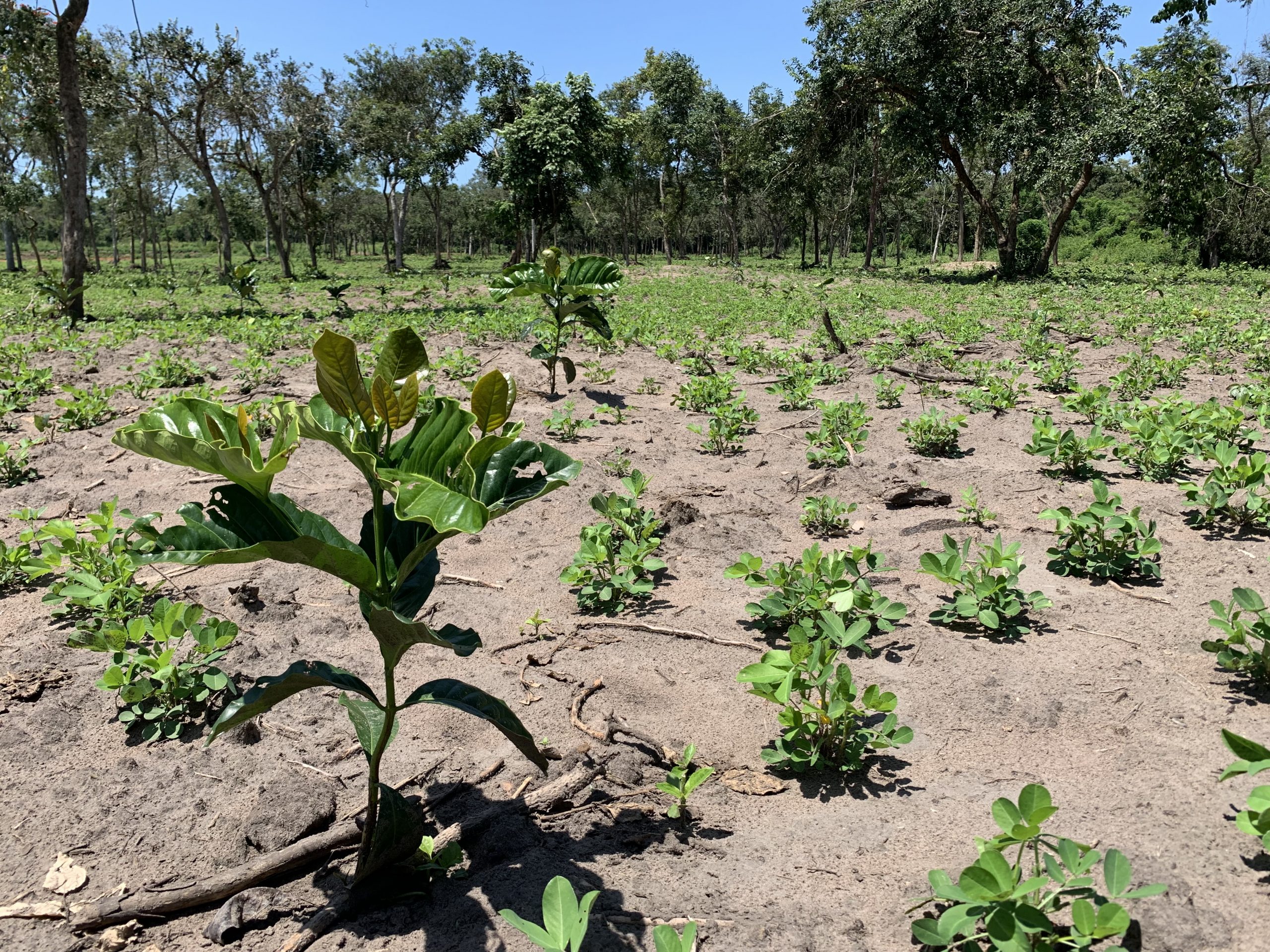 Public-Private Partnerships Key to Achieving COP26 Goals - Maris Africa